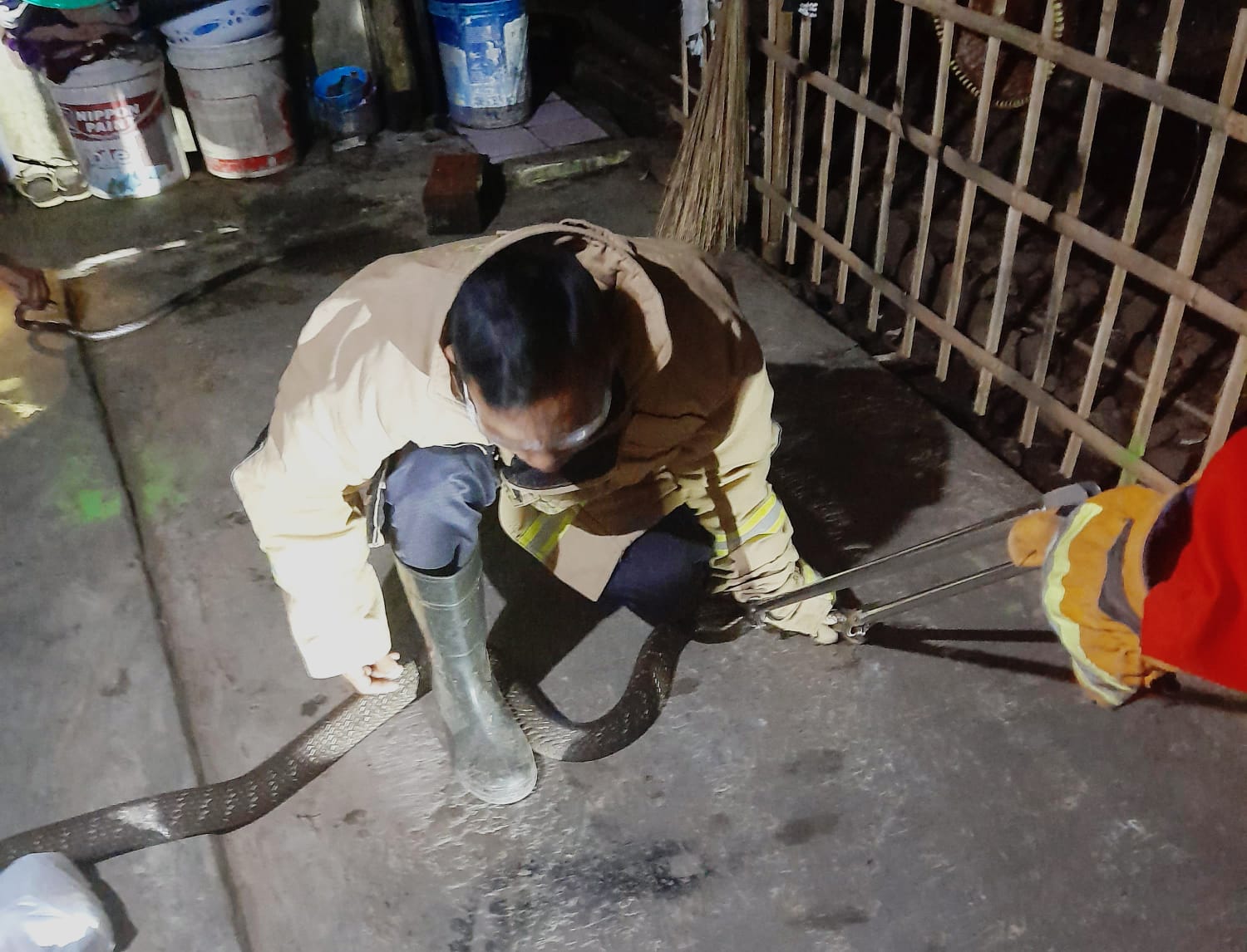 Damkar Evakuasi Dua Ekor Ular Kobra Bersarang di Rumah Warga di ...