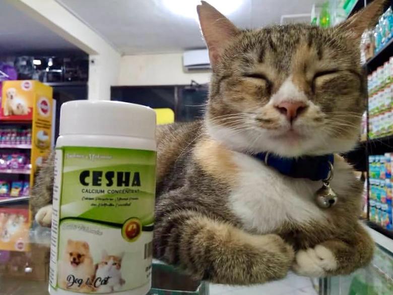 Cleo Pet Shop Permudah Perawatan Hewan Peliharaan, dari Pet Food hingga ...