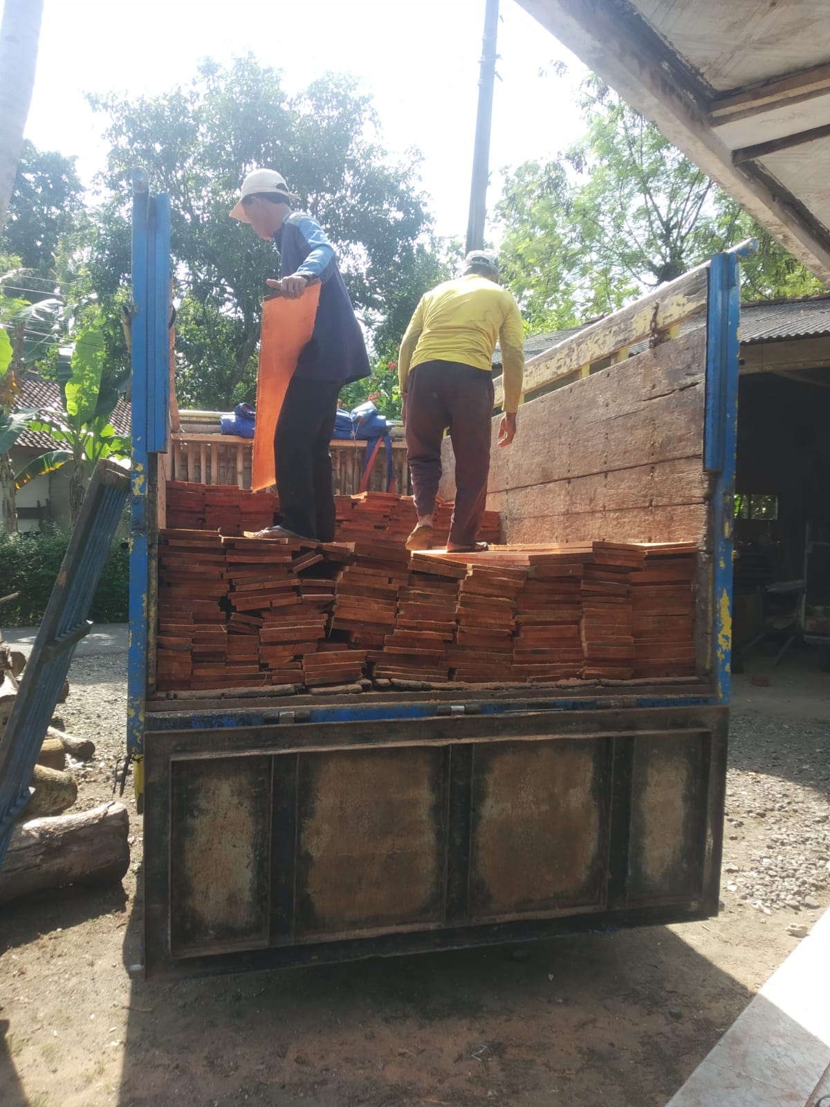 Musim Kemarau, Kayu Suren Diburu