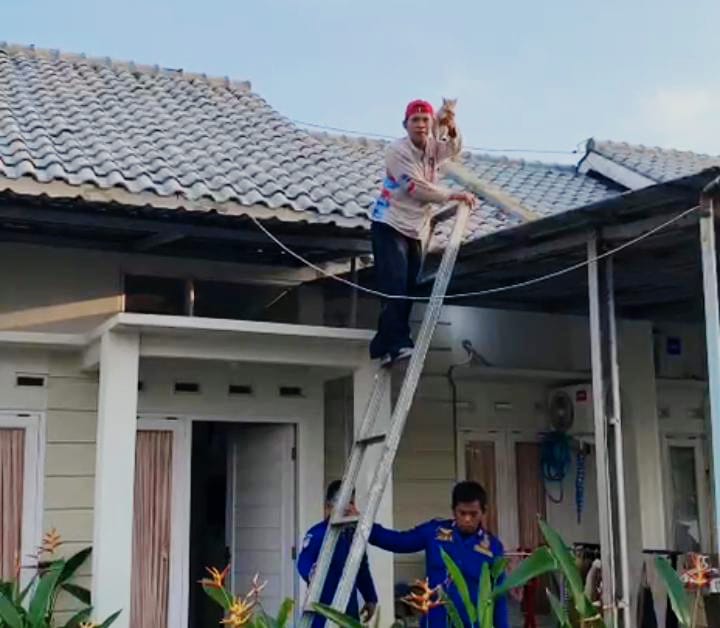 Terjebak di Atap Rumah, Dua Ekor Kucing Dievakuasi Damkar Cilacap