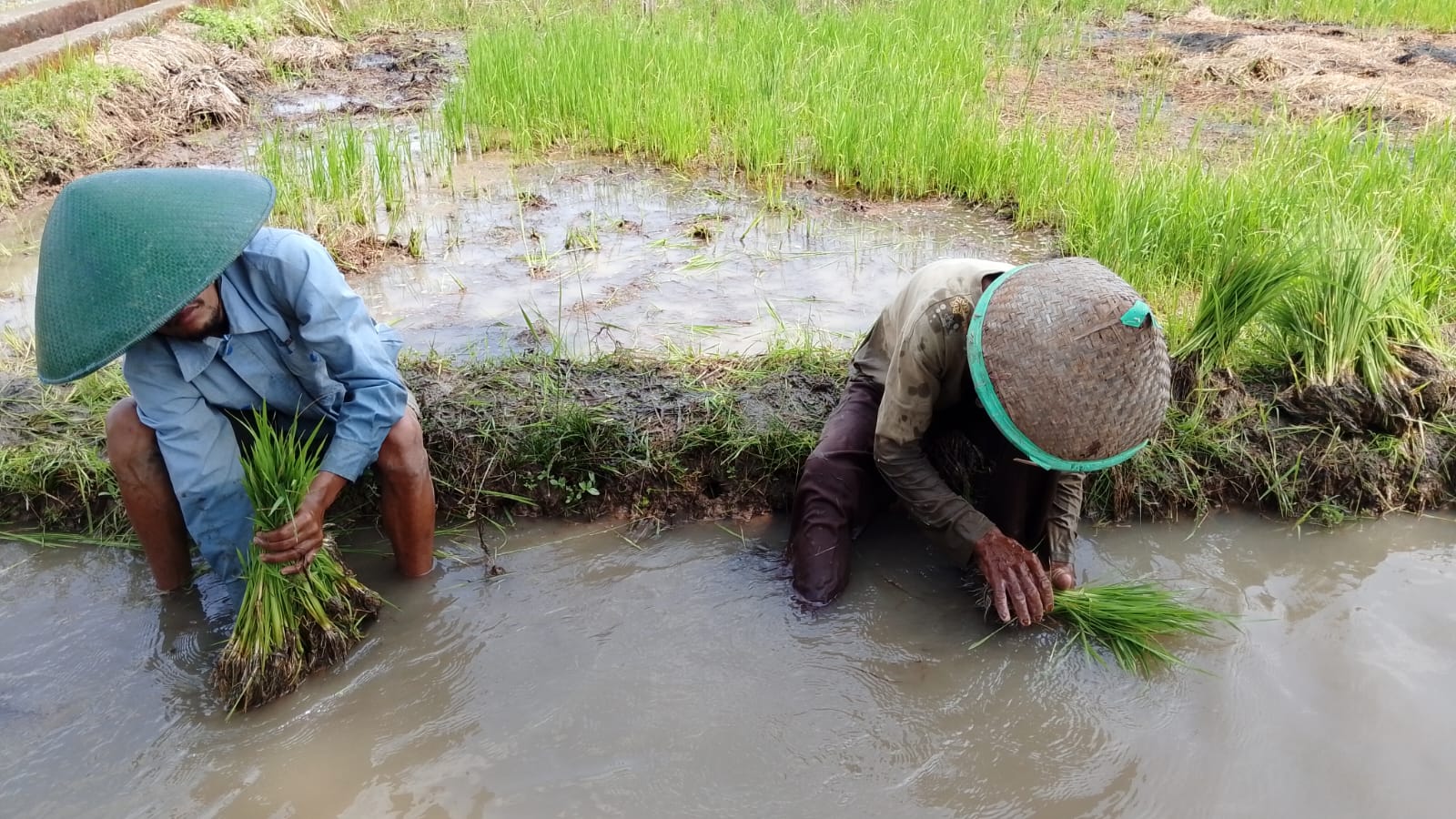 Petani Cilacap Berburu Bibit Padi Liar di Banyumas, Strategi Tekan ...