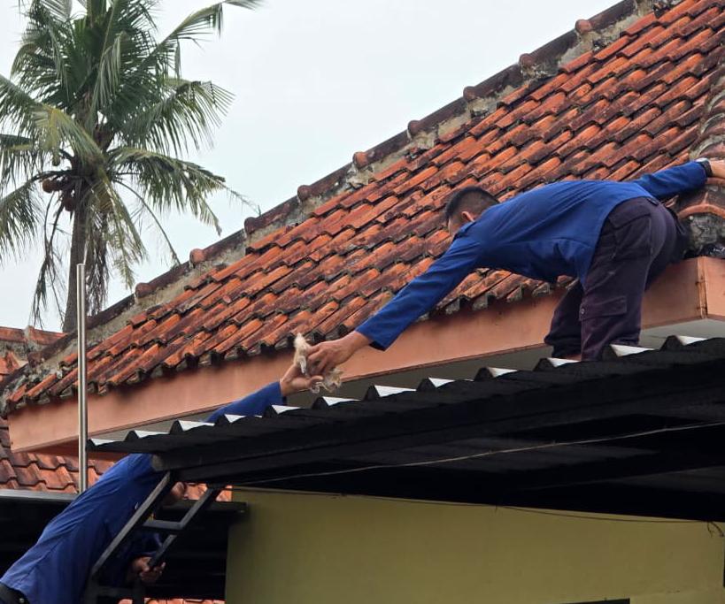 Terjebak di Atap Rumah, Tiga Kucing Dievakuasi Petugas Damkar Majenang
