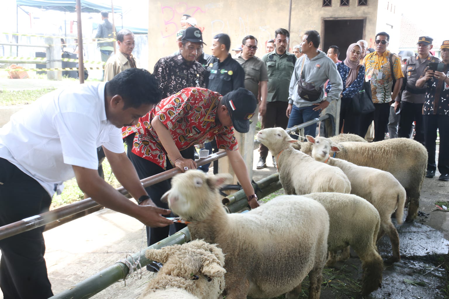 Anakan Domba Batur Usia 4-5 Bulan, Harganya Mencapai Rp 2-3 Juta di ...