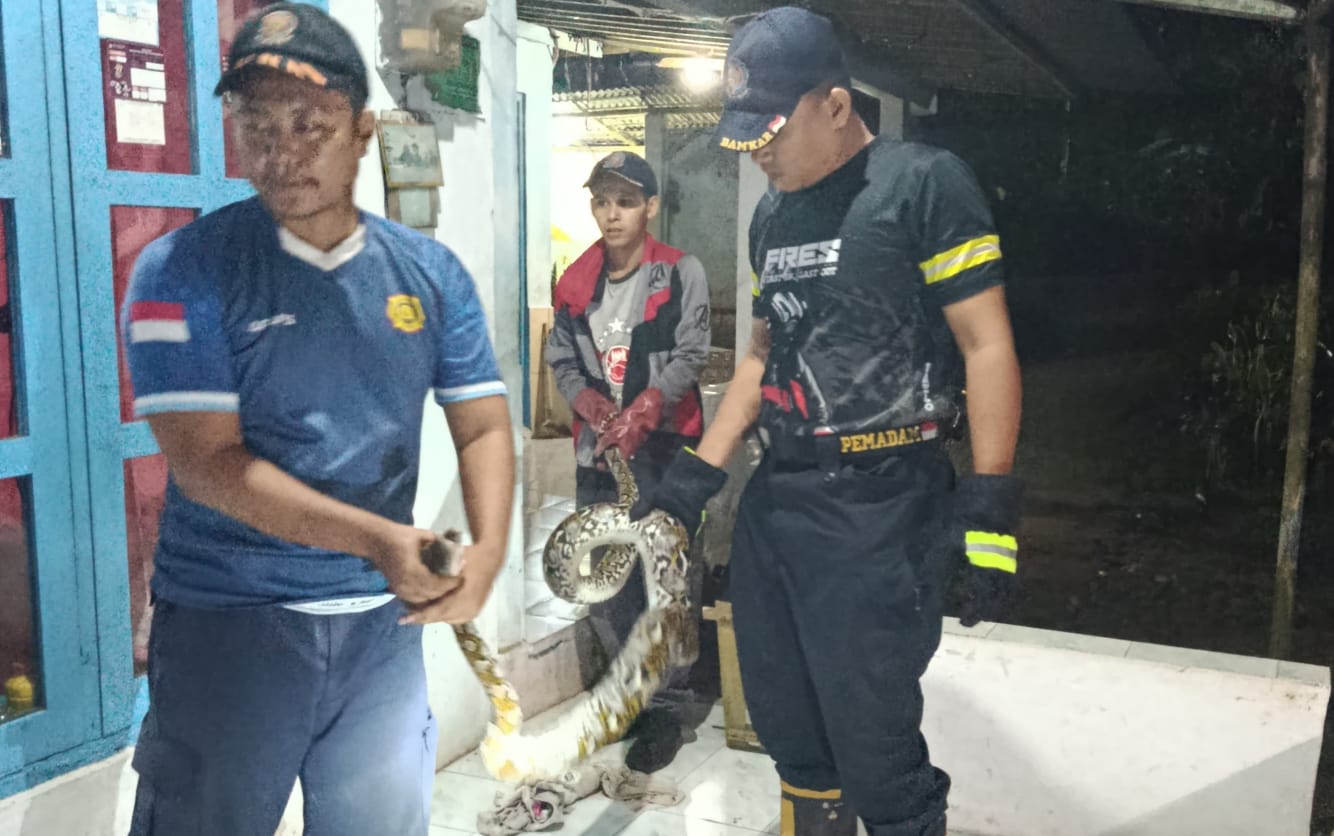 Sanca 3,5 Meter Masuk Kandang Ayam Warga, Damkar Kemranjen Banyumas ...